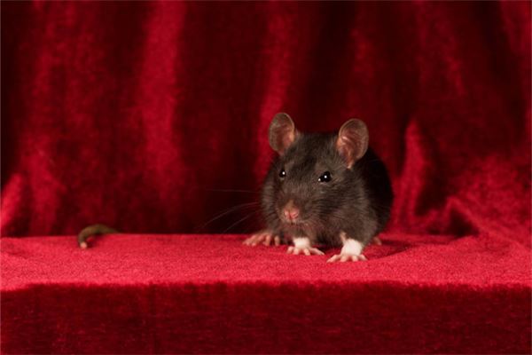 Dream Meaning - A Mouse Climbing Onto the Bed - Omens