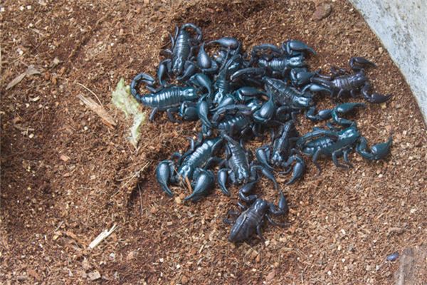 Dream Meaning - Many Scorpions Scurrying Around | The Omens – Longhu ...