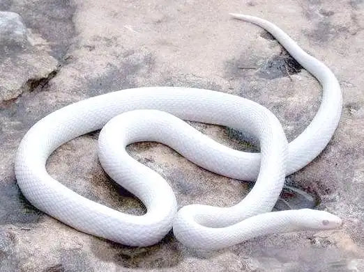 Dream meaning - married woman dreams of a small white snake