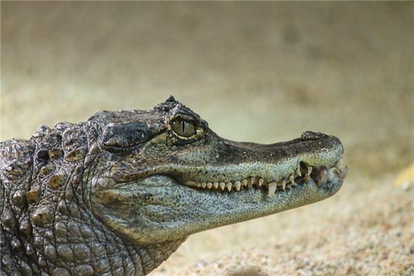 Dream Meaning Escaping an Alligator Chase Insights