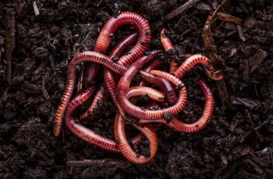 Welches Omen bedeutet es, von vielen Regenwürmern zu träumen?