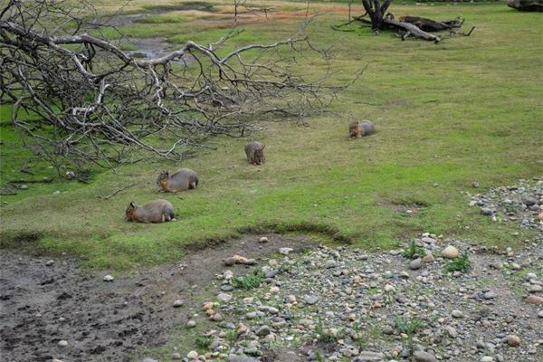 Dream omen animals entering home – Meaning & Signs