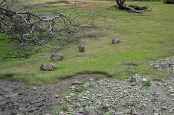 Dream omen animals entering home – Meaning & Signs