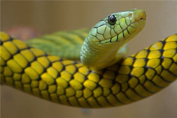 Dream omens nearly bitten by a snake waking in fear