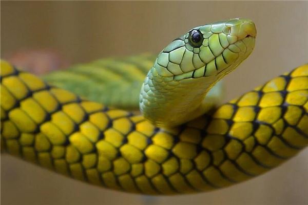 Man dreaming of snakes on body — omen?