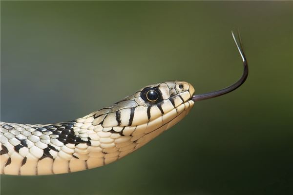Pregnant dream of snake omen for baby boy? Insights – Longhu Mountain Store