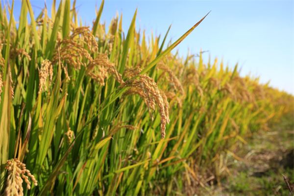 Pregnant woman dreams of rice — boy or girl omen?