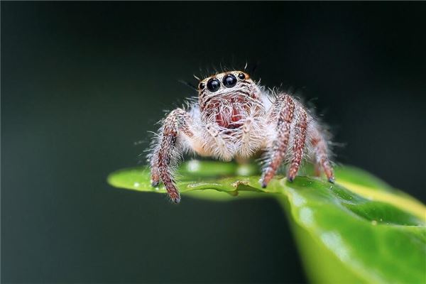 Spider crawling on body dream - auspicious omen?