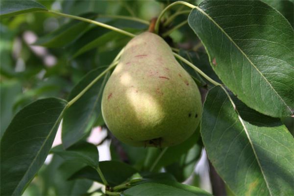 Stealing pears from another's tree — omen? Spring Love