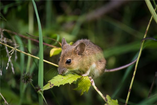 The Omen of Dreaming of Being Bitten by a Mouse? Meanings