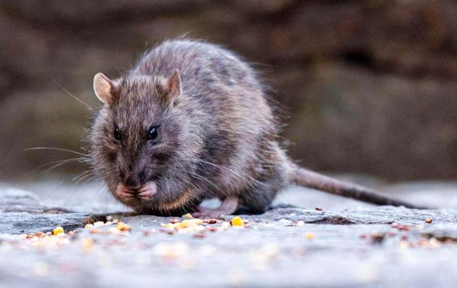 The Omen of Dreaming of an Extremely Large Rat Doaist wisdom