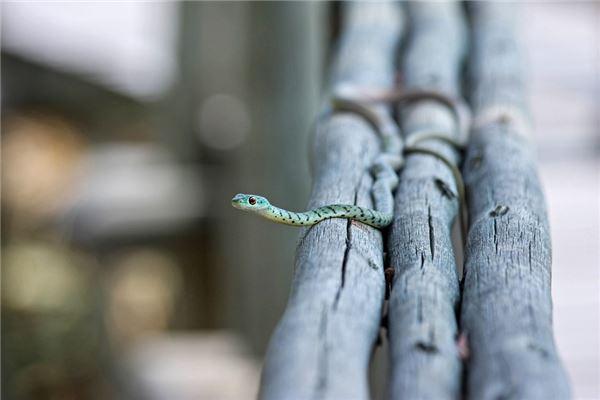 The Omens - Snake Pulled from Mouth in Dream? - Meaning – Longhu ...