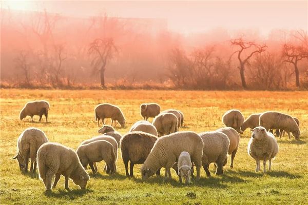 The Omens - Woman Chased & Headbutted by Sheep? Meaning – Longhu ...