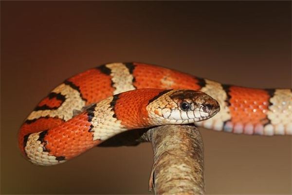 The Omens of Dreaming of Being Bitten by a Snake –Meaning