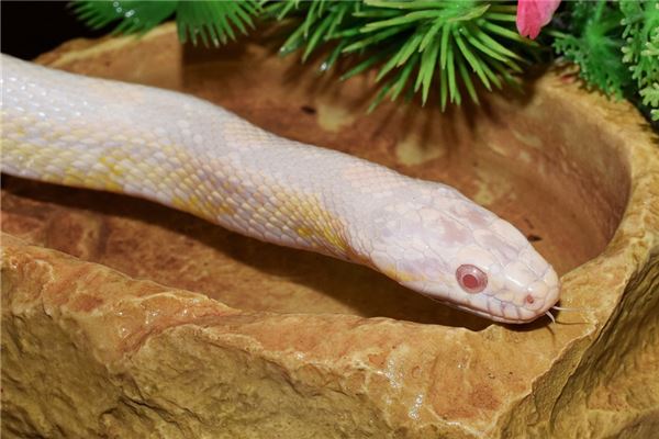 The Omens of Dreaming of Killing a Snake – Warnings or