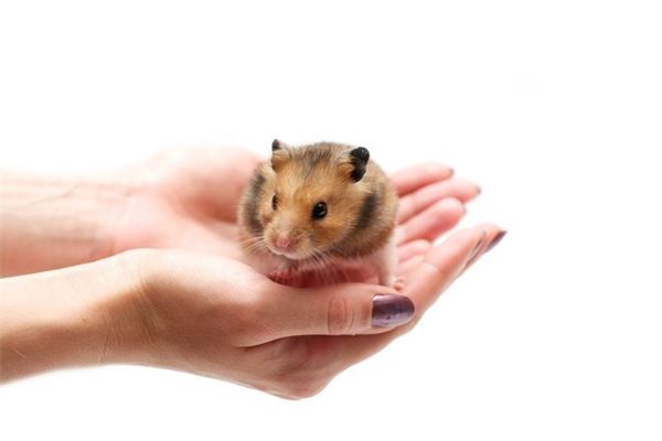The Omens of Dreaming of a Hamster – Daoist Insights
