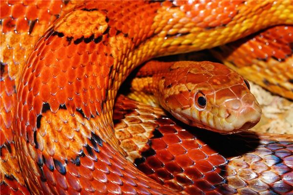 The Omens of Dreaming of a Red Snake – Meaning & Signs