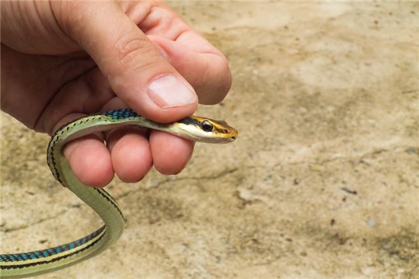 The Omens of Dreaming of a Snake Coiling Around a Woman – Longhu ...