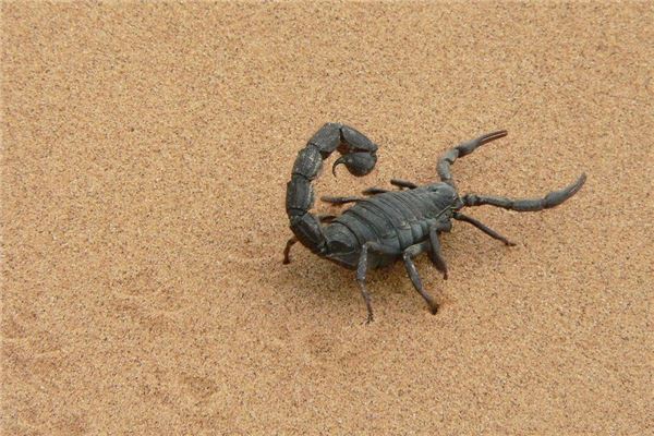 The Omens of When a Man Dreams of a Scorpion?