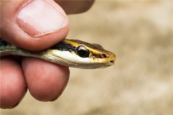 The Omens relative killing snake in woman's dream Portends