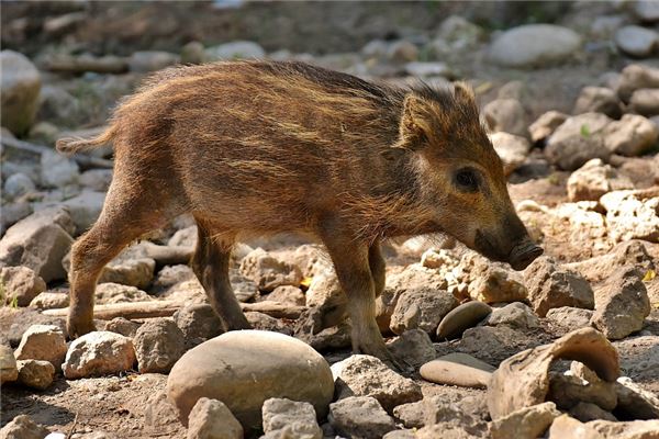What Does Dreaming of Being Attacked by a Wild Boar Portend