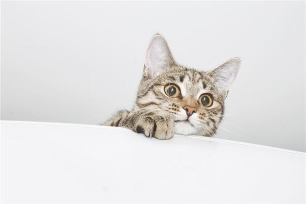 What Does It Mean to Dream of Being Bitten by a Cat? Signs