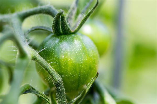 What Does It Mean to Dream of Lots of Unripe Tomatoes? Signs