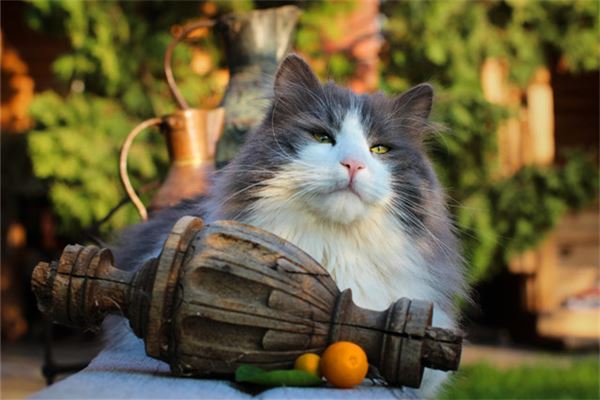 What Does It Mean to Dream of a Giant Cat? Taoist Omens