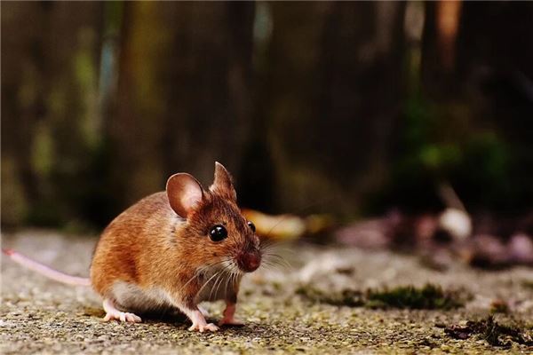 What Omen Does It Signify to Dream of Mice Crawling on You? – Longhu ...