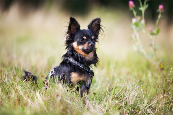 What Omen Does It Signify to Dream of a Dog Defecating?