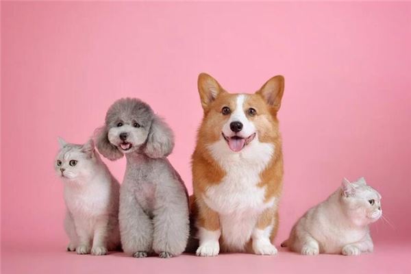 What Omen Does It Signify to Dream of a Dog and a Cat