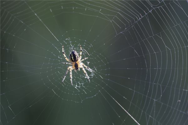 What Omen Does It Signify to Dream of a Spider? Insights