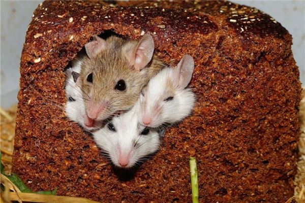 What the Omen of Dreaming of Tiny Baby Mice