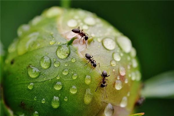 Woman dreaming of ants on body — Omen? Daoist Wisdom