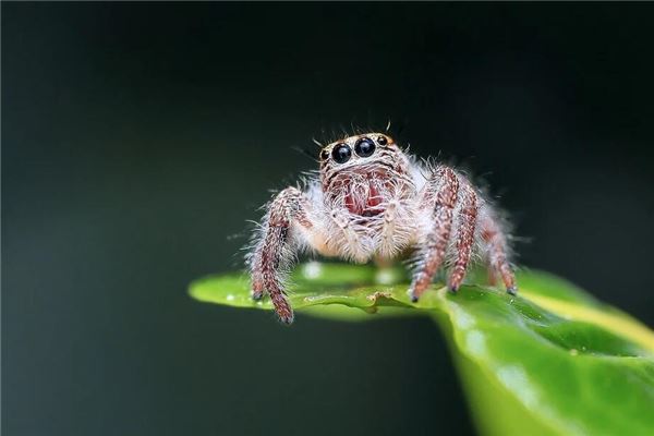 Woman dreaming of spider web blocking path — Omen?