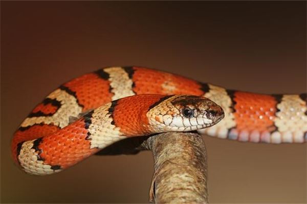 Woman dreaming of strangling a snake — omen?